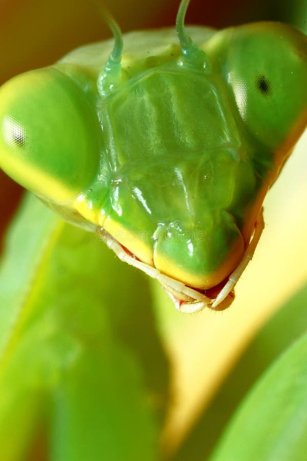 Louva-a-deus do inseto foto de stock. Imagem de bonito - 92997330