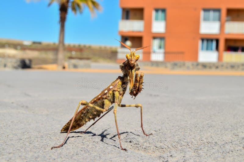 Louva-a-deus Religiosa Do Inseto Imagem de Stock - Imagem de fundo ...