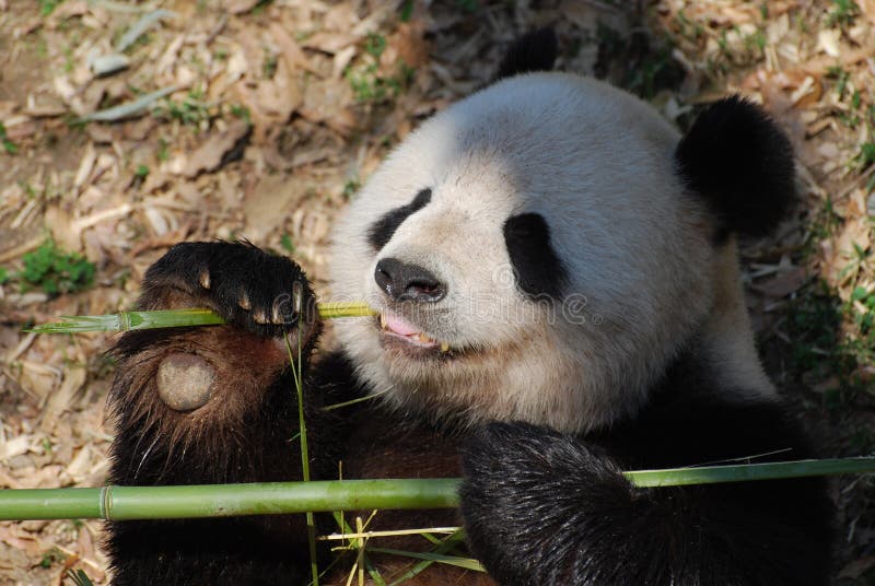Lovable Giant Panda Bear with Big Paws Stock Photo - Image of wildlife ...