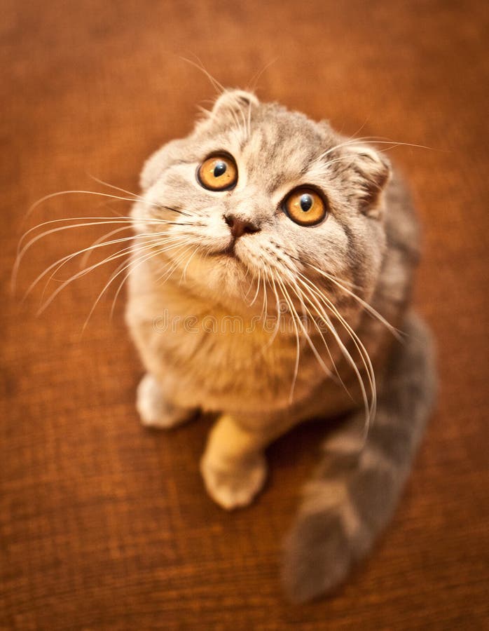 Lovable Scottish fold cat stock image. Image of close - 52295661
