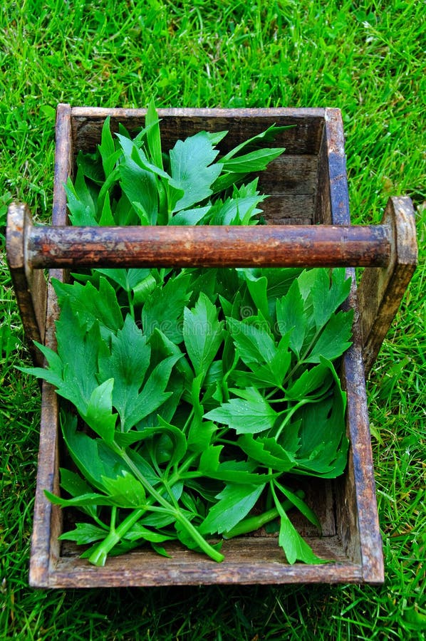 Lovage stock photo. Image of garden, herbs, ingredient - 19708318