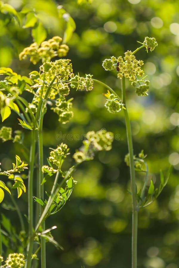 Lovage Flowers in Backlight Summer Background Stock Photo - Image of ...
