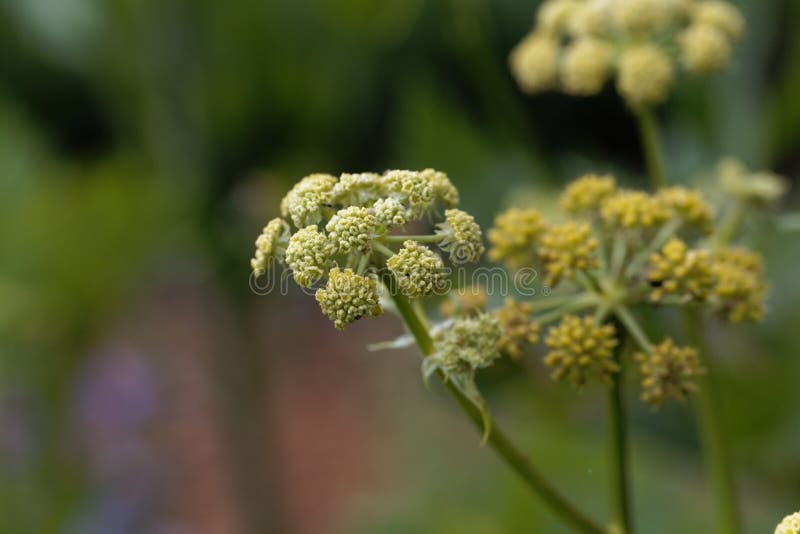 Lovage Flowers, Levisticum Officinale Stock Image - Image of fragrance ...