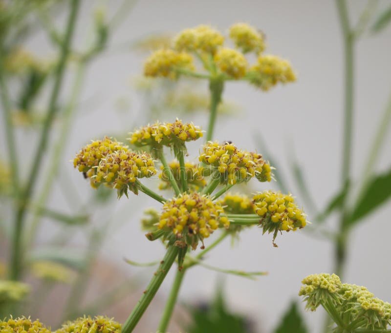 Lovage stock photo. Image of lovage, flowers, plant, plants - 59092554