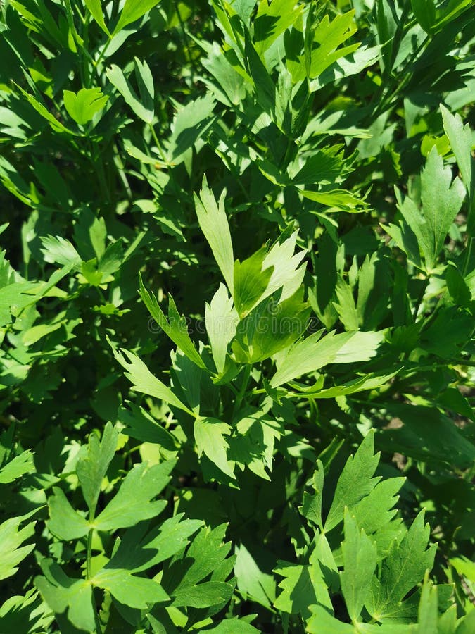 Lovage Plant Texture Stock Photos - Free & Royalty-Free Stock Photos ...