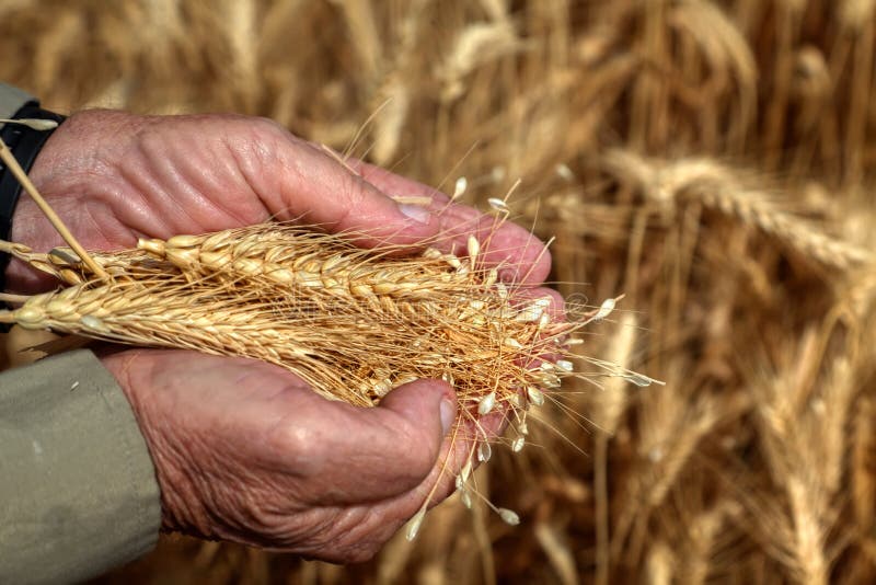 Wheat stock photo. Image of field, wheat, core, grain, bread - 14468