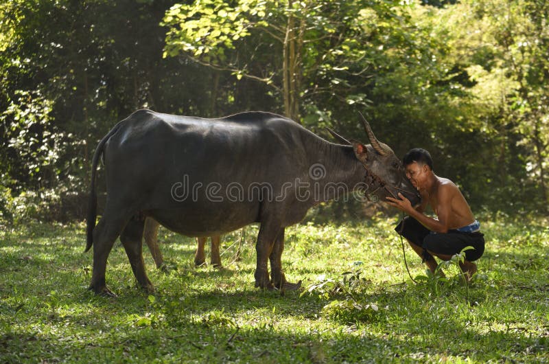Love animal stock image. Image of closed, hugs, forehead - 76493747