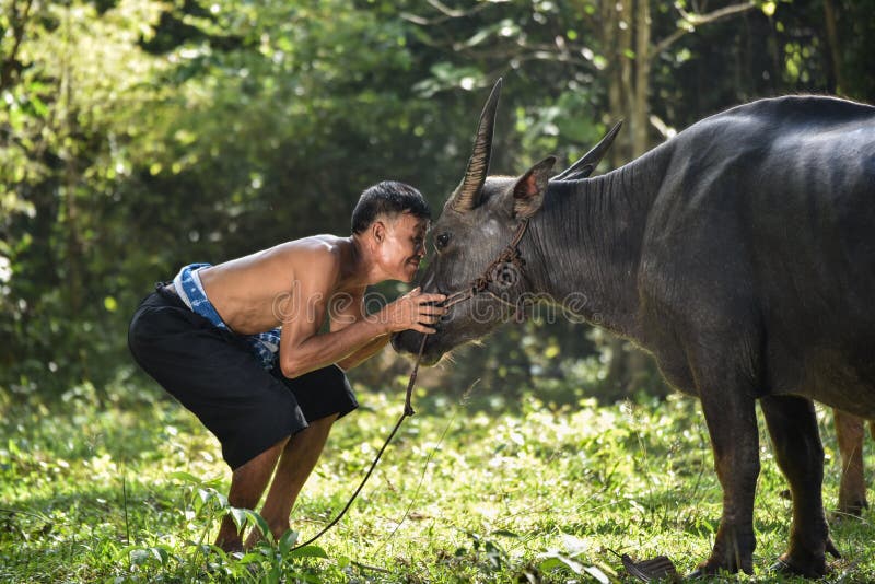 Love animal stock image. Image of emotional, kiss, chestnut - 76493759