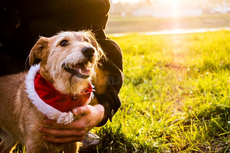 Love for Animals. the Owner Hugs His Dog on the Grass Stock Image ...