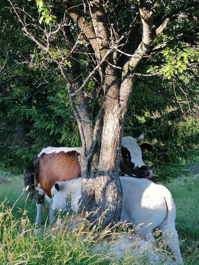 598 Cows Under Tree Photos - Free & Royalty-Free Stock Photos from ...