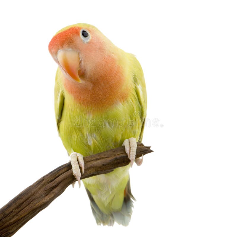 Blue Masked Lovebird - Agapornis Personata Stock Image - Image of breed ...