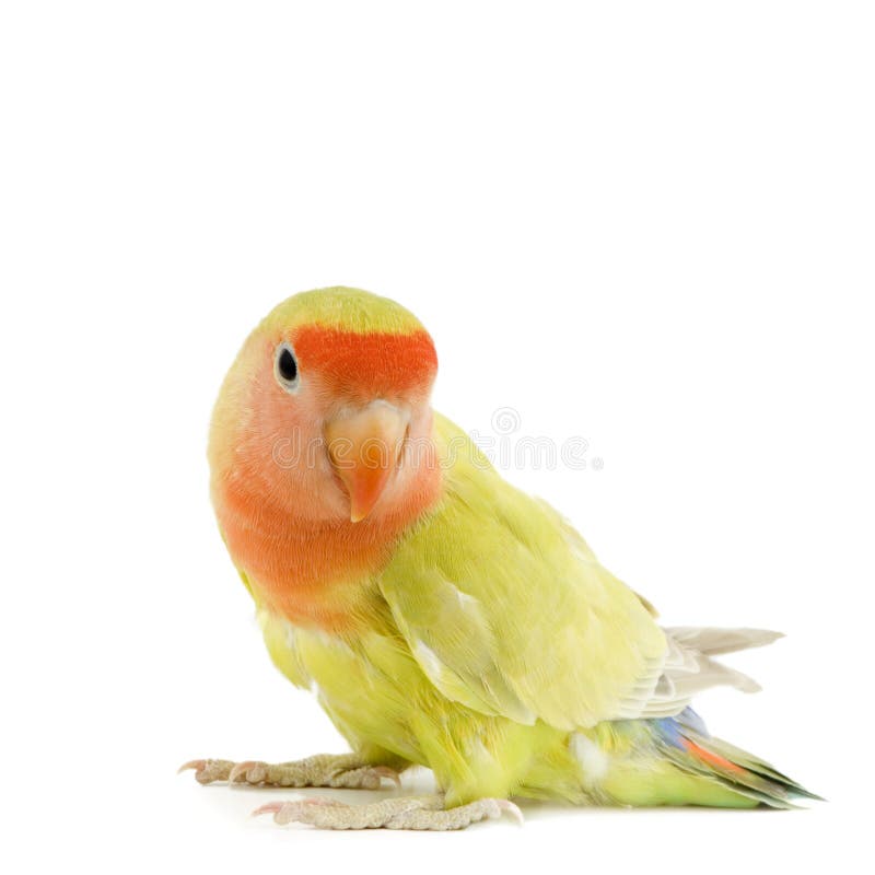 Blue Masked Lovebird - Agapornis Personata Stock Image - Image of breed ...