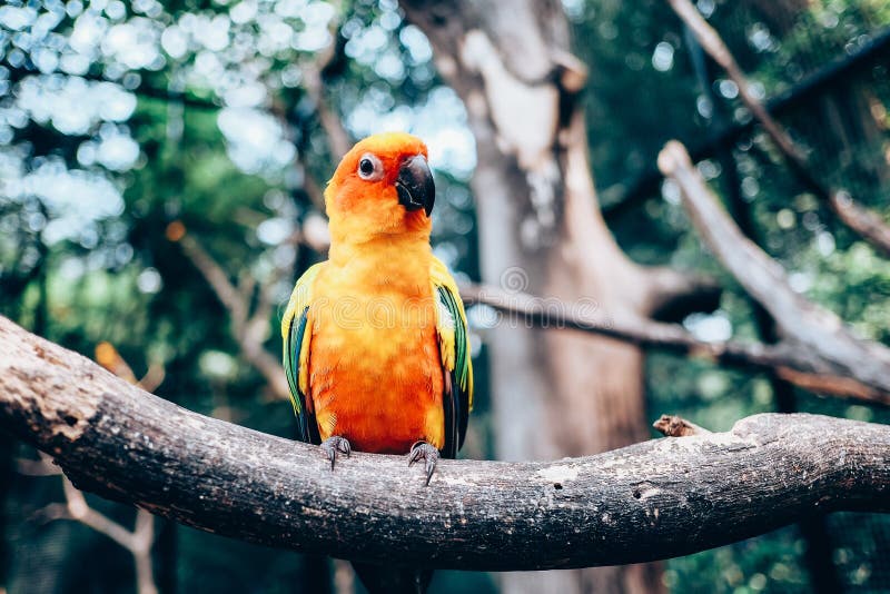 Love bird stock image. Image of love, bird, animal, branch - 99377985