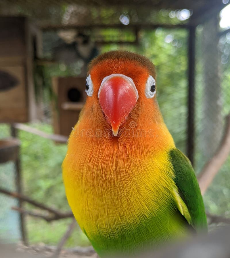 Love Bird Colored Green, Yellow and Orange Stock Photo - Image of ...