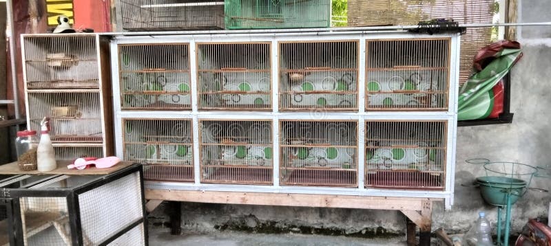 Love Bird Farm Cages for Bird Business on the Island of Java Stock ...