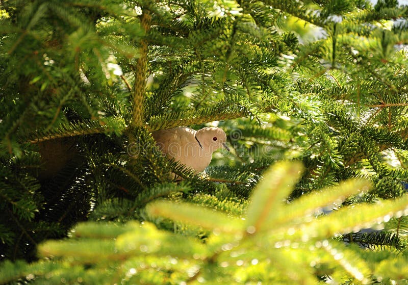 Love-bird stock photo. Image of background, singing, wildlife - 38732750