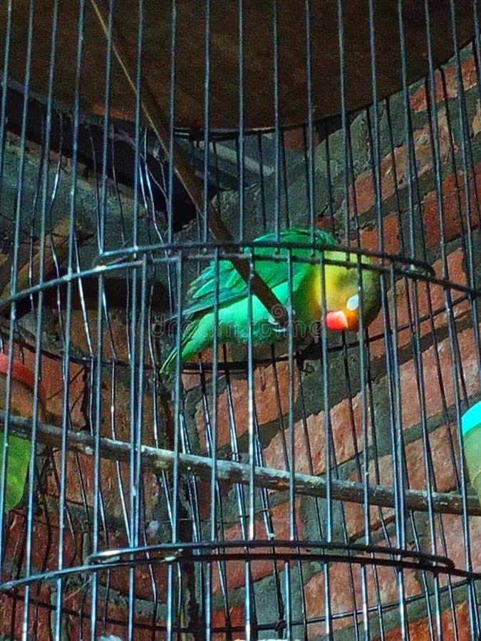 Love Bird Green Wing Cage Beautiful Sleeping Stock Photos - Free ...