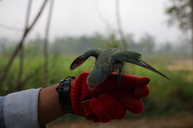 Love Bird in Hand is Eating. by Taking Bokeh Photos Stock Photo - Image ...