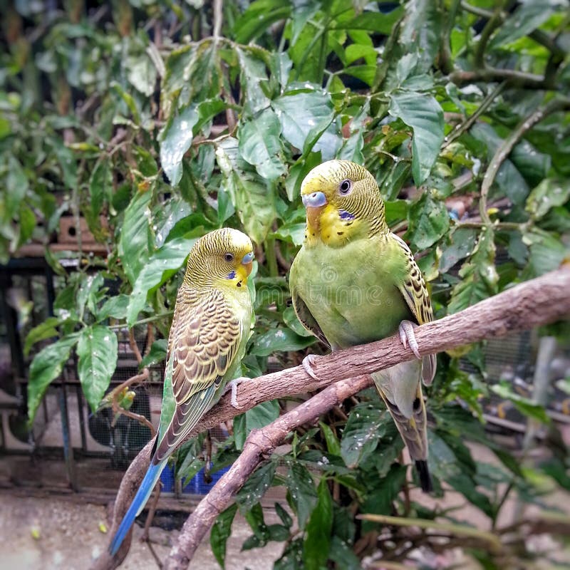 Bird Parkit Stock Photos - Free & Royalty-Free Stock Photos from Dreamstime