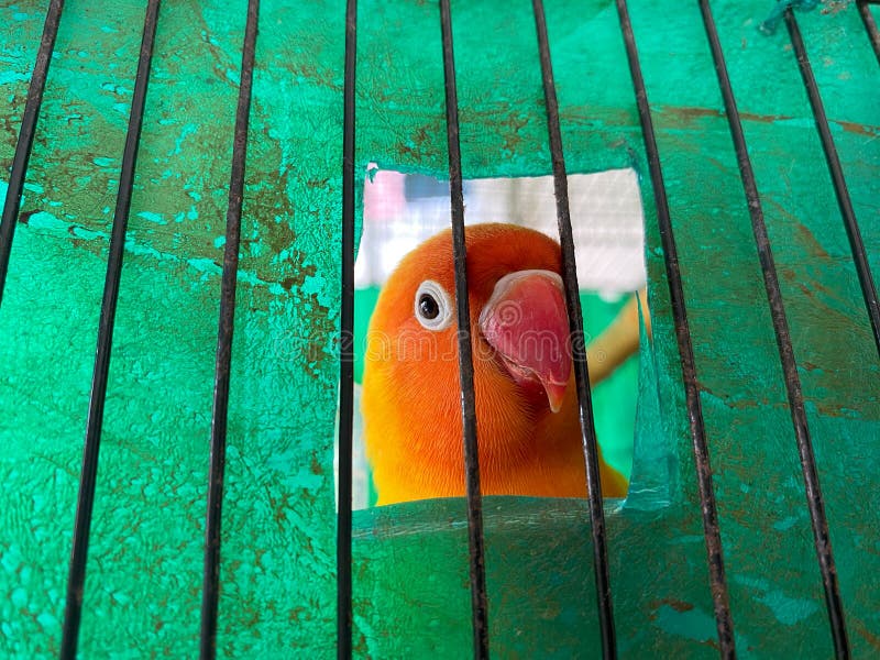 A Love Bird Peeking from Behind a Cage or Cage Bars. Lovebird Trapped ...