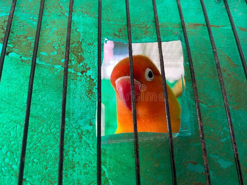 A Love Bird Peeking from Behind a Cage or Cage Bars. Lovebird Trapped ...