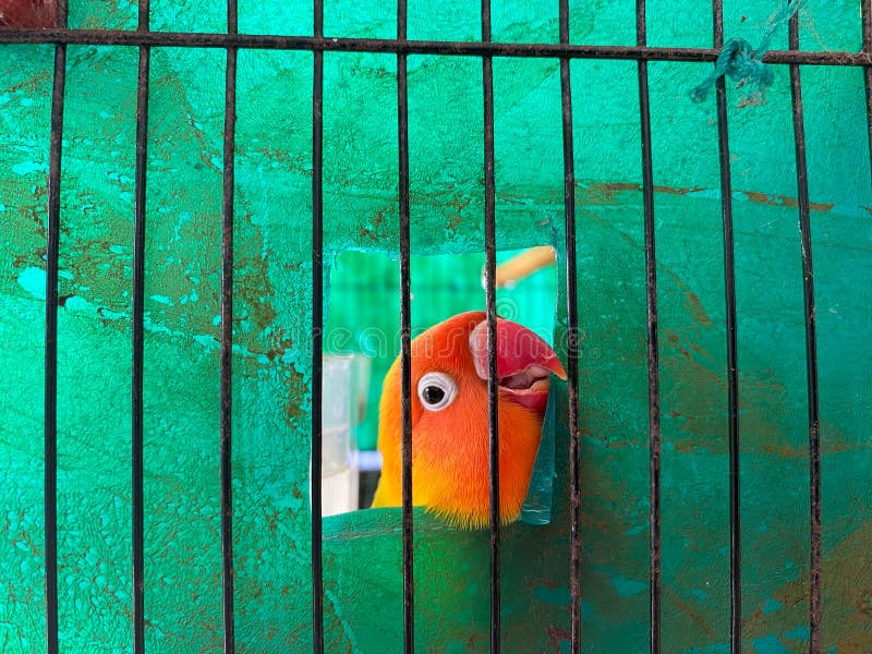 A Love Bird Peeking from Behind a Cage or Cage Bars. Lovebird Trapped ...