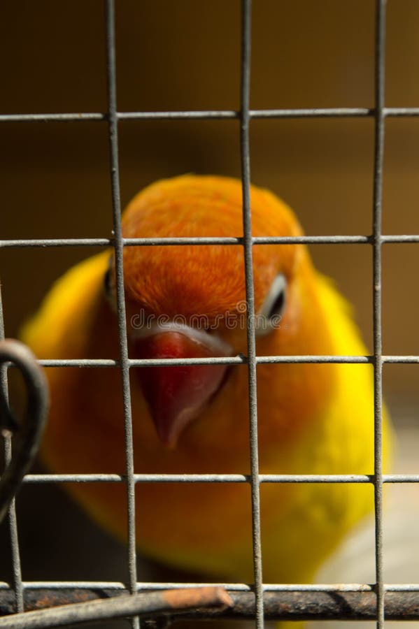 Love Bird Playing on the Cage Stock Image - Image of activity, exotic ...