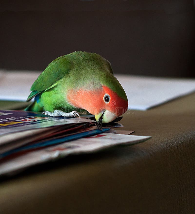 Love bird stock image. Image of love, agapornis, bird - 46469925