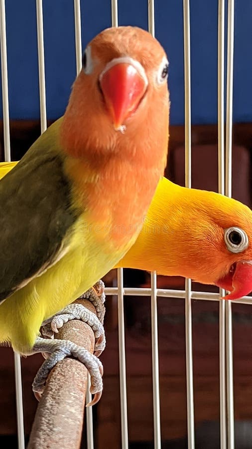 Love bird smile stock photo. Image of love, smile, cipeungsi - 204696074