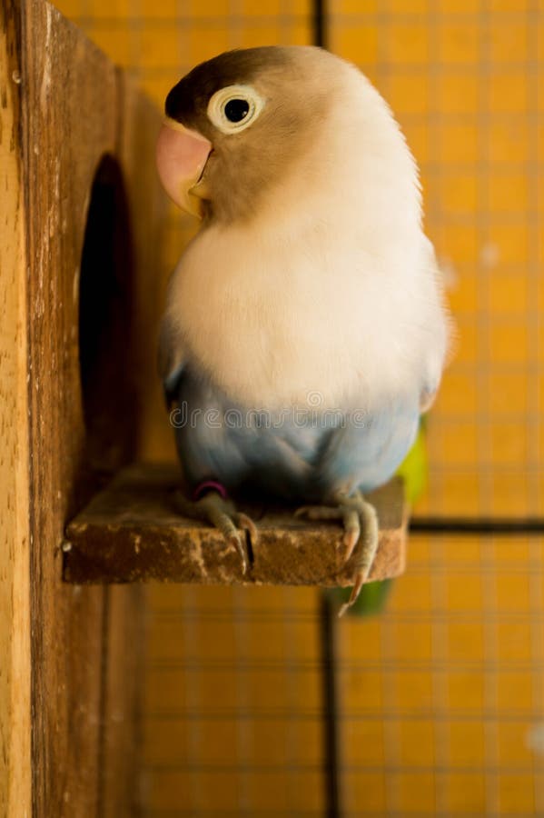 274 House Swift Bird Stock Photos - Free & Royalty-Free Stock Photos ...