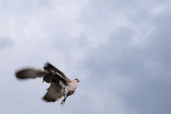326 Two Turtle Dove Stock Photos - Free & Royalty-Free Stock Photos ...