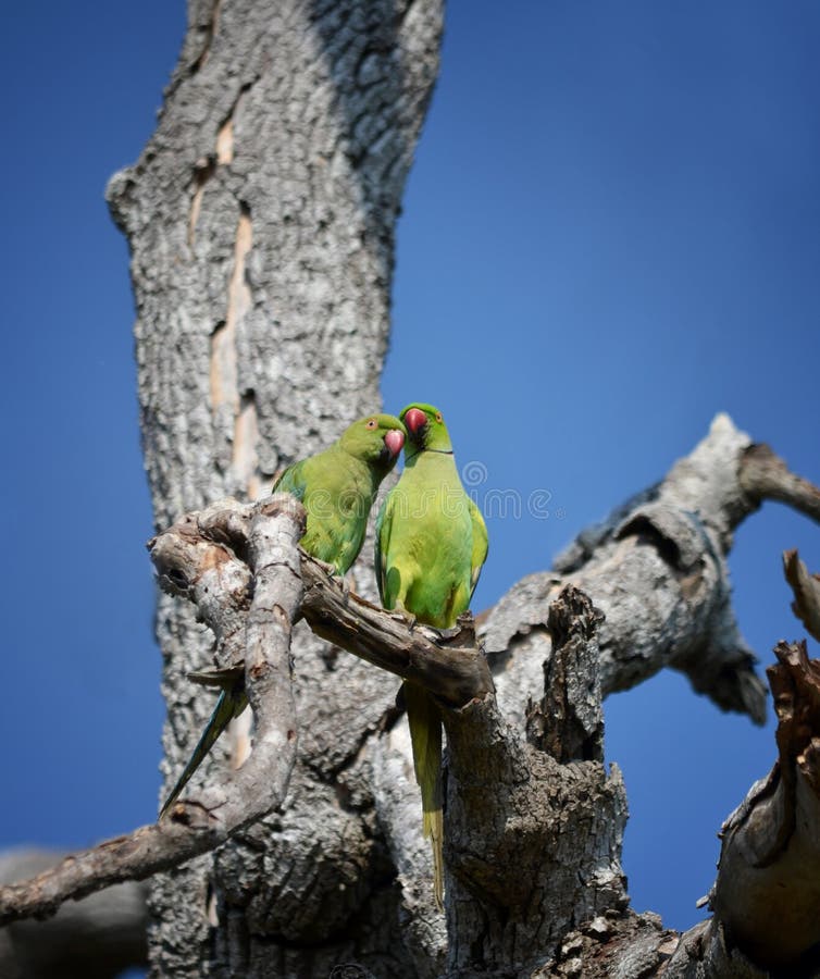 346 Birds Cuddling Stock Photos - Free & Royalty-Free Stock Photos from ...