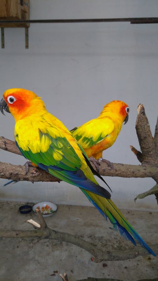 Love birds stock image. Image of love, birds, parakeet - 115745399