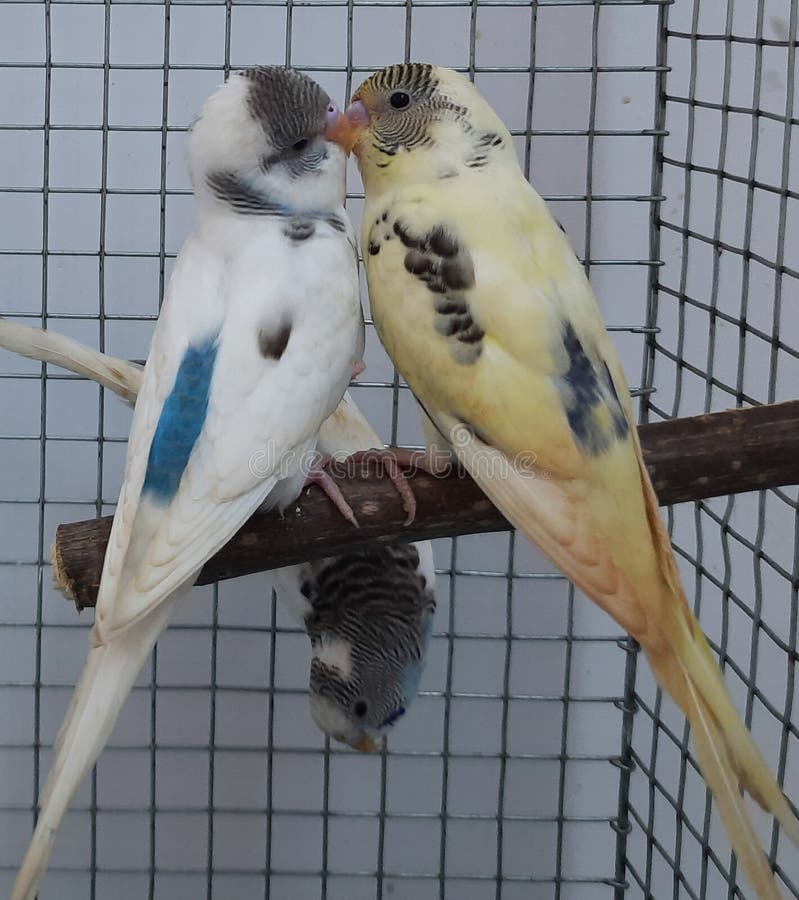 Love birds parrot stock image. Image of animal, branch - 259324809