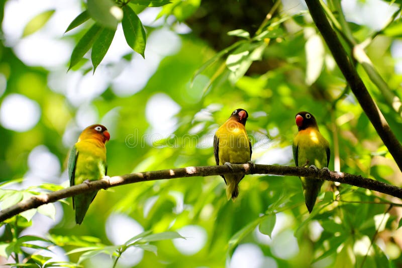 Love Birds Perched on a Tree Branch Stock Photo - Image of branch ... Love Birds Perched on a Tree Branch Stock Photo - Image of branch ...