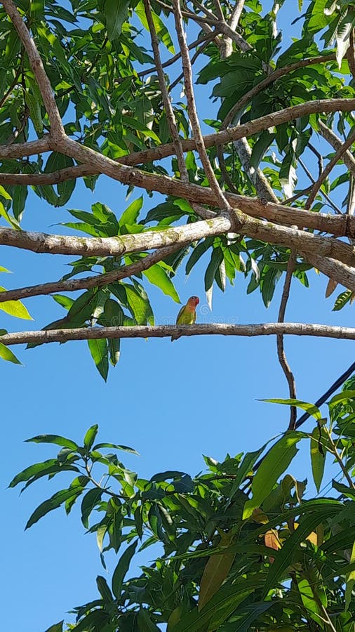 Love Birds on a Tree Branch Stock Photo - Image of plant, birds: 266634832 Love Birds on a Tree Branch Stock Photo - Image of plant, birds: 266634832