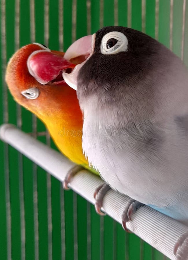 Love birds stock photo. Image of birds, branch, parrot - 280571282