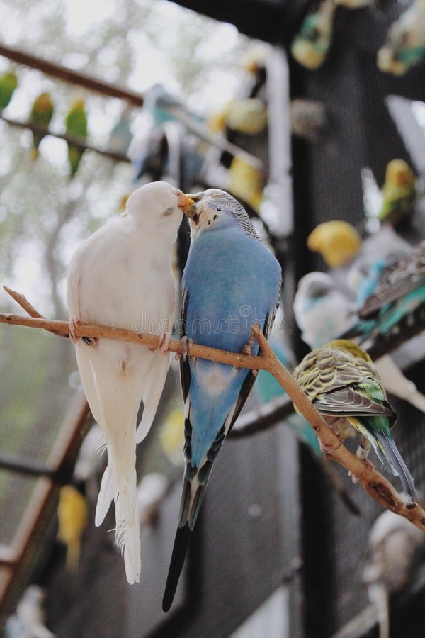 Love birds stock image. Image of parakeets, birds, lovebirds - 103932731