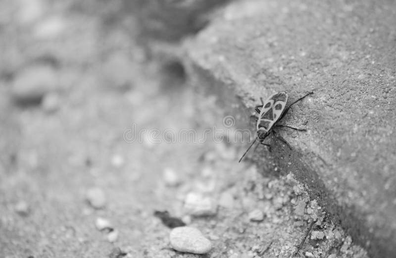 Love bug stock photo. Image of macro, life, love, blackandwhite - 83905568