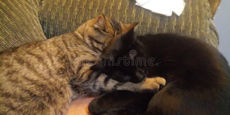 Love bug cats stock photo. Image of love, animals, felines - 173049880