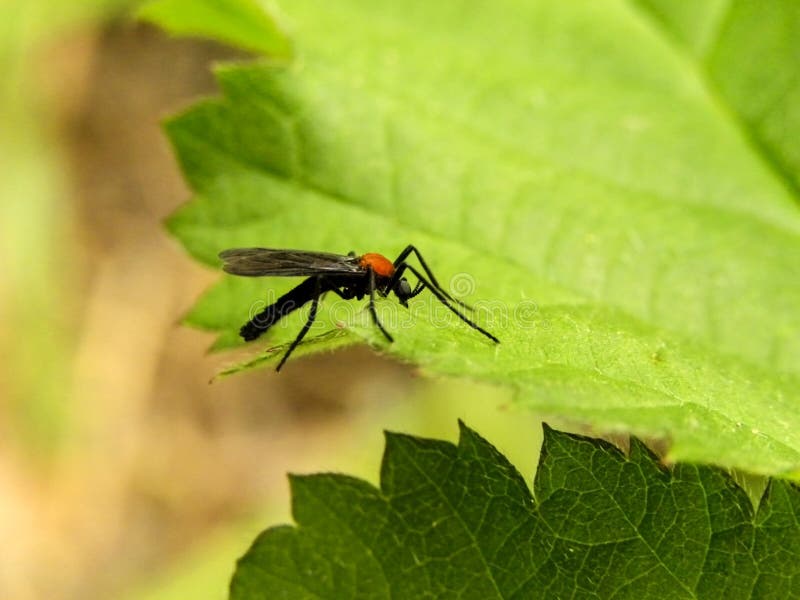 Love bug stock photo. Image of african, bugs, summer - 60206448