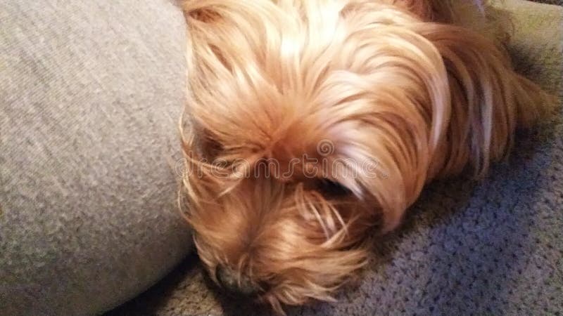 Love bug stock image. Image of love, happy, sleepy, funny - 94347851