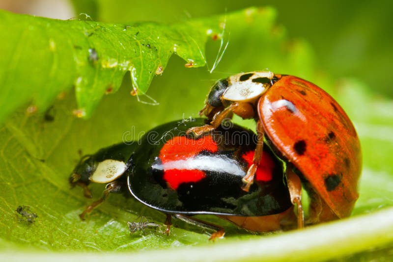 Love bugs stock photo. Image of animal, reproduction - 25325422
