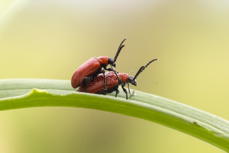 Love bugs stock photo. Image of lilioceris, stem, beetles - 31987022