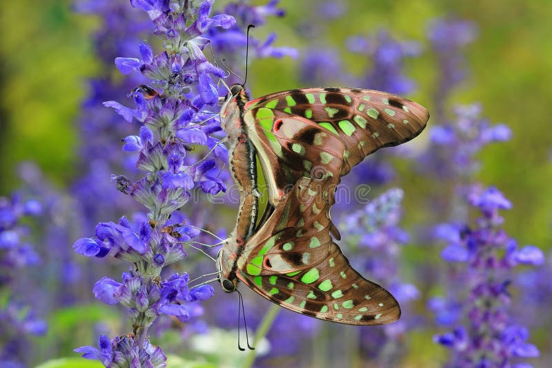 Love of butterfly stock photo. Image of fleck, dance - 19053734