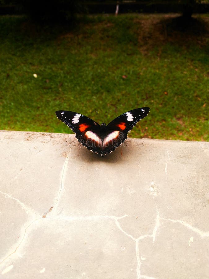 LOVE Butterfly stock image. Image of love, butterfly - 98254457