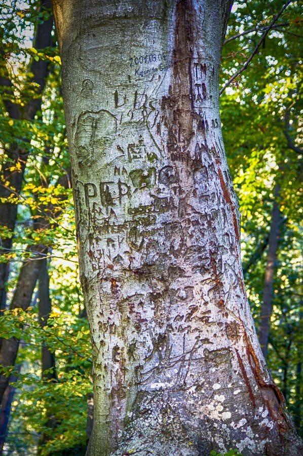 Love carvings stock photo. Image of trunk, symbol, text - 45795240