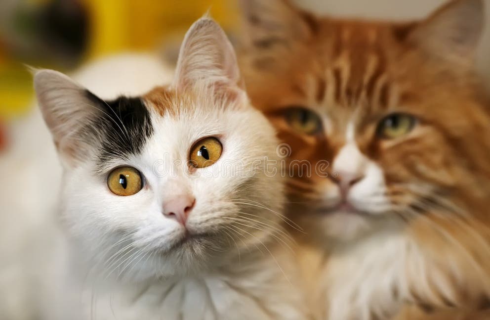 Love cats stock image. Image of closed, cats, home, female - 21487431