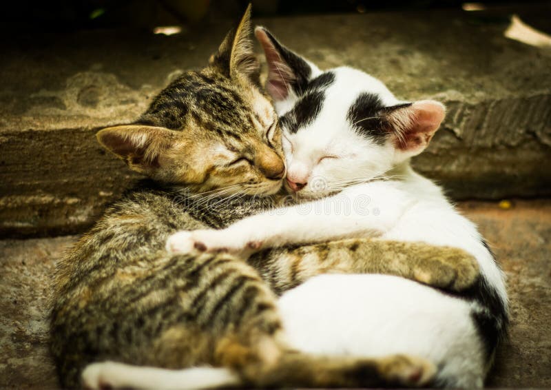 Love cats stock image. Image of closed, cats, home, female - 21487431