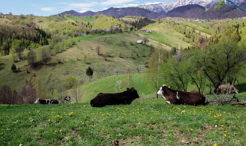 Love the country side stock image. Image of pastures - 59981419